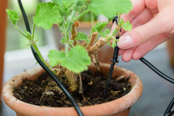 How To Set Up A Garden Irrigation System - The Primrose Garden Club ...