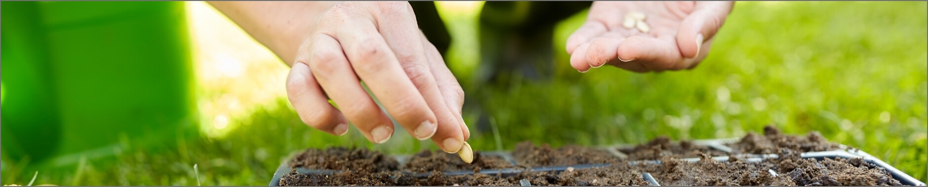 How to Propagate (and use a propagator) - Primrose Garden Club | Expert ...