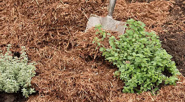 What is Strulch and why do I need it? - Primrose Garden Club | Expert ...