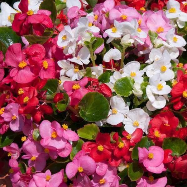Top 10 Bedding Plants For Your Garden - Primrose