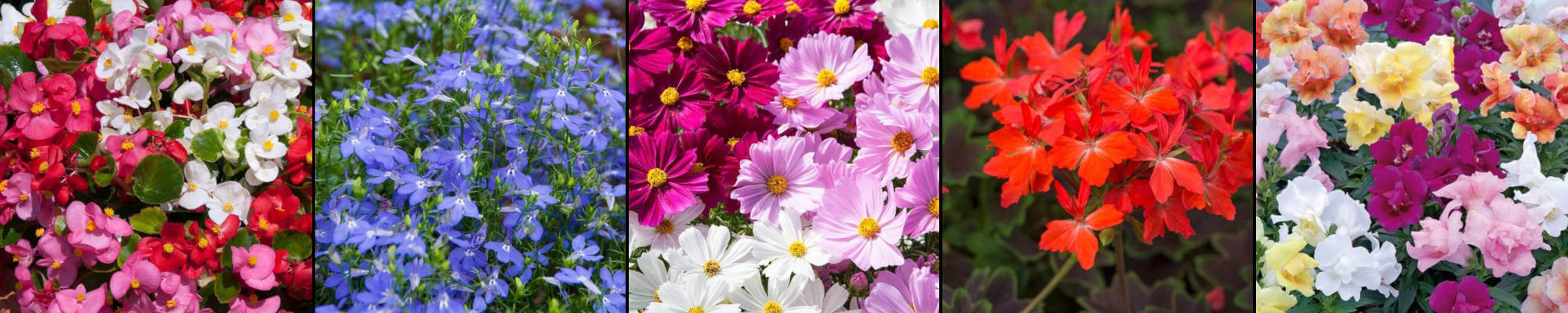 Top 10 Bedding Plants For Your Garden - Primrose