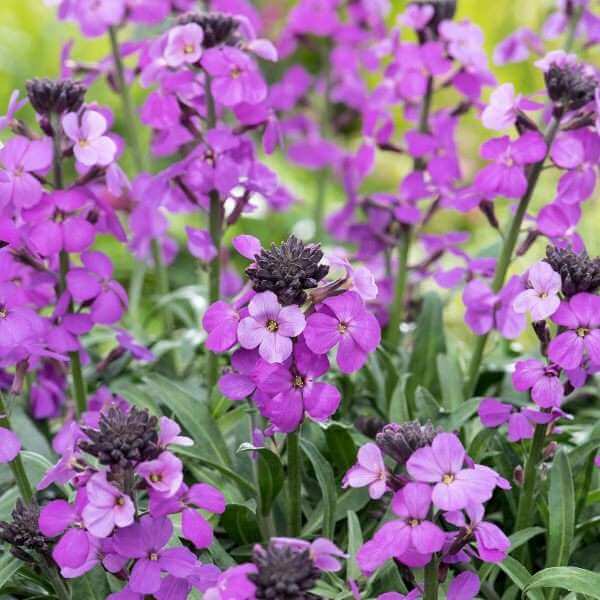 Top Tips To Get The Most From Your Wallflowers - The Primrose Garden ...