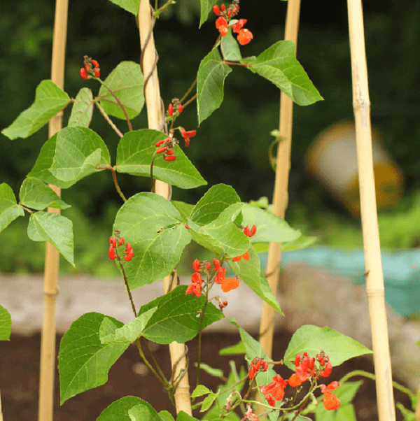 How To Plant Runner Beans - The Primrose Garden Club | Expert Tips ...