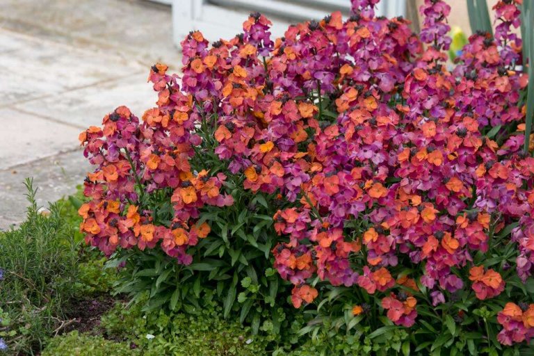Top Tips To Get The Most From Your Wallflowers - The Primrose Garden ...