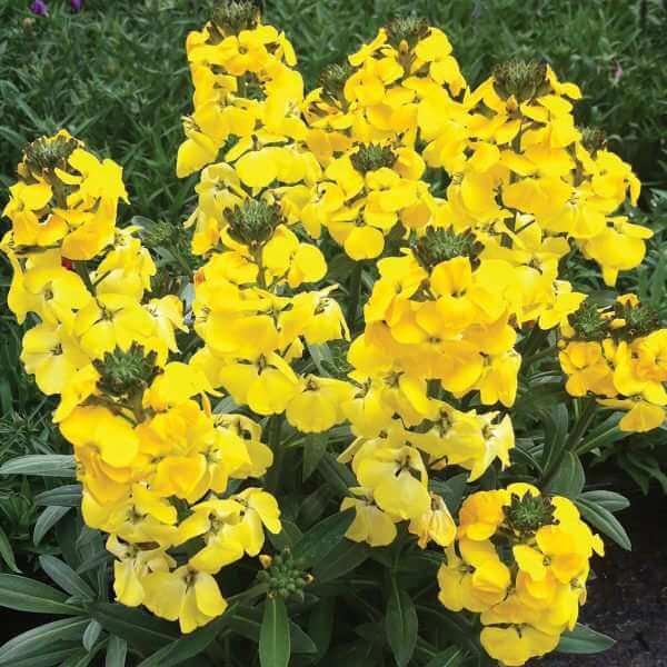 Top Tips To Get The Most From Your Wallflowers - The Primrose Garden ...