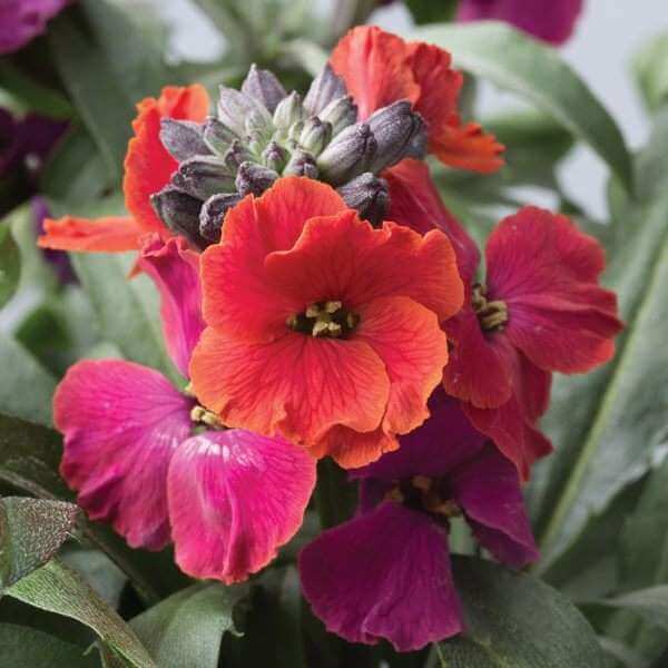 Top Tips To Get The Most From Your Wallflowers - Primrose Garden Club ...