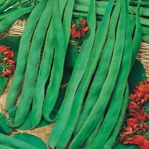 How To Plant Runner Beans - Gardening Tips, Advice and Inspiration