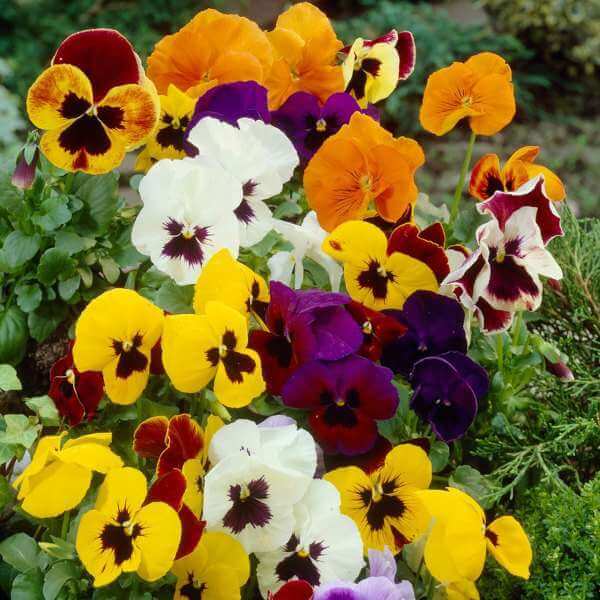 When To Plant Violas In The UK - The Primrose Garden Club | Expert Tips ...