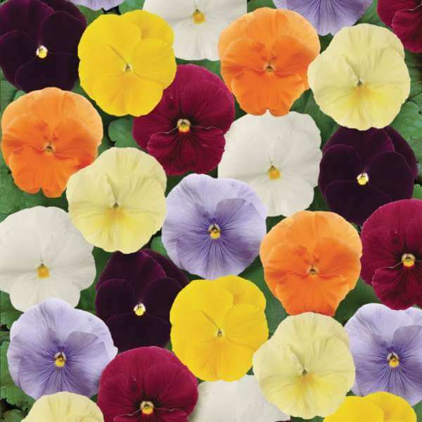 When To Plant Violas In The UK - The Primrose Garden Club | Expert Tips ...