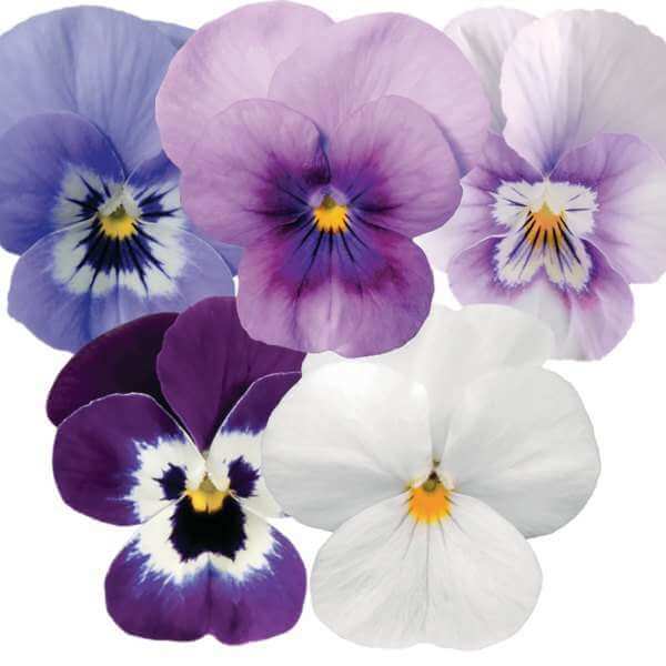 When To Plant Violas In The UK - The Primrose Garden Club | Expert Tips ...