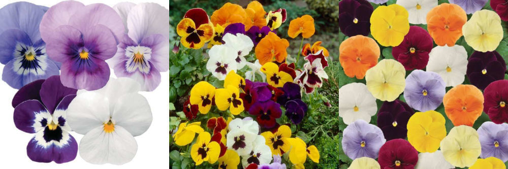 When To Plant Violas In The UK - The Primrose Garden Club | Expert Tips ...