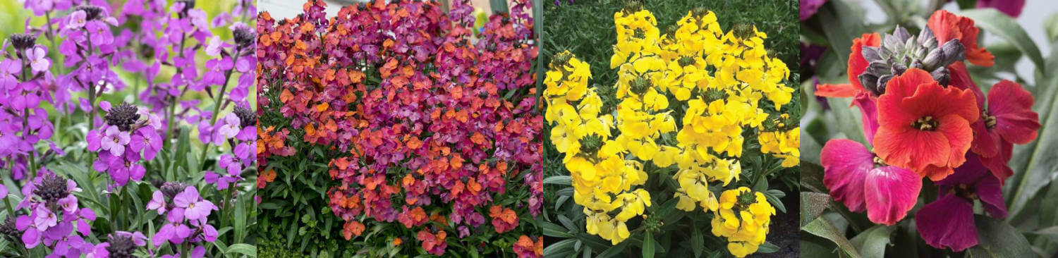 Top Tips To Get The Most From Your Wallflowers - The Primrose Garden ...