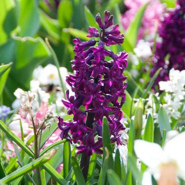 How to Plant Hyacinth Bulbs - Primrose Garden Club | Expert Tips ...