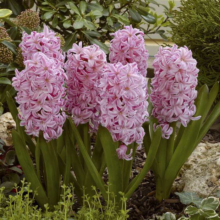 How to Plant Hyacinth Bulbs - Primrose Garden Club | Expert Tips ...