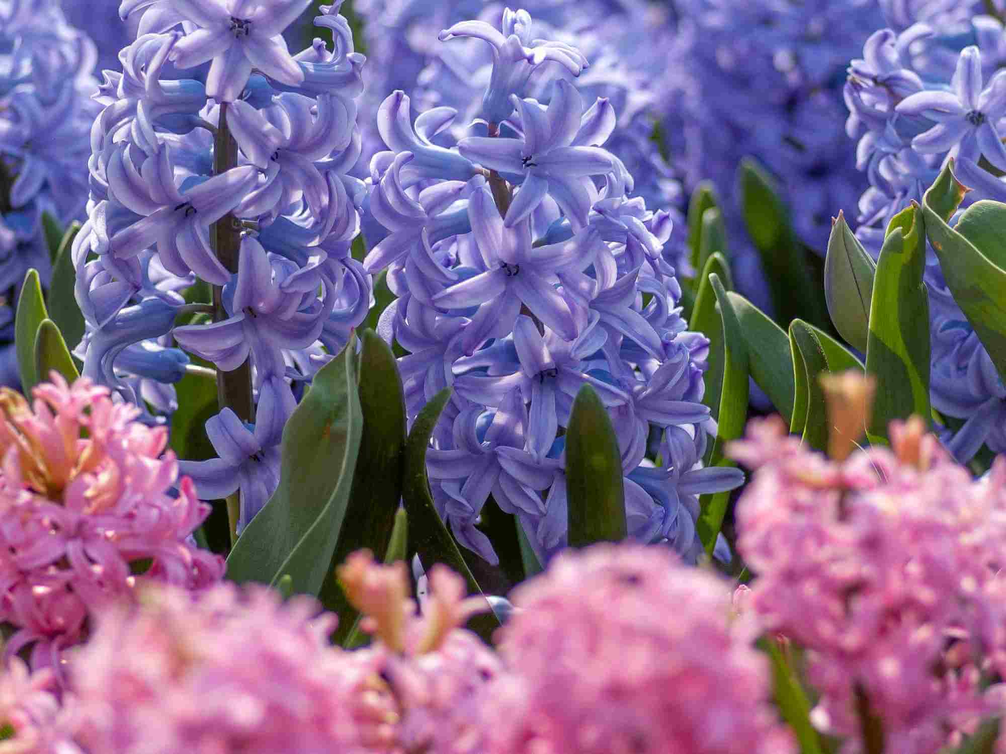 How to Plant Hyacinth Bulbs - Primrose Garden Club | Expert Tips ...