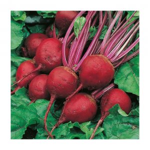How to Grow Beetroot - Primrose Garden Club | Expert Tips, Advice ...