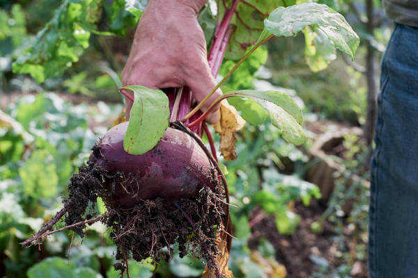 How to Grow Beetroot - Primrose Garden Club | Expert Tips, Advice ...