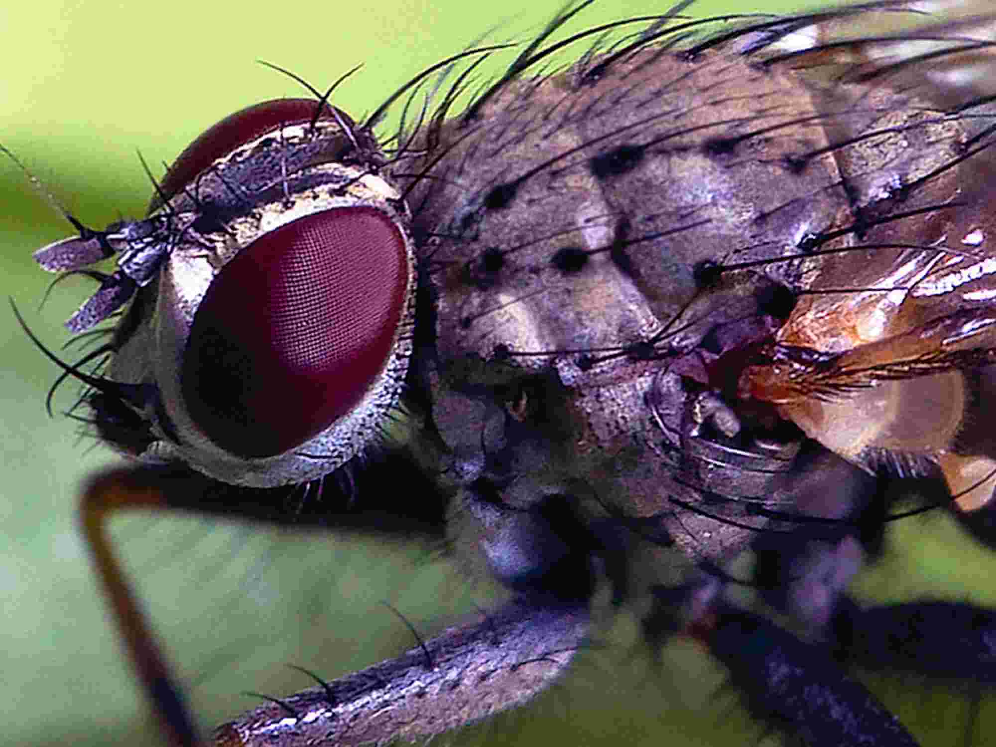 5 Ways to Get Rid of Blackfly - The Primrose Garden Club | Expert Tips ...