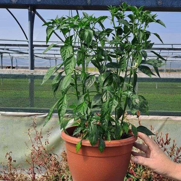 How to Grow Chillies - Primrose Garden Club | Expert Tips, Advice ...