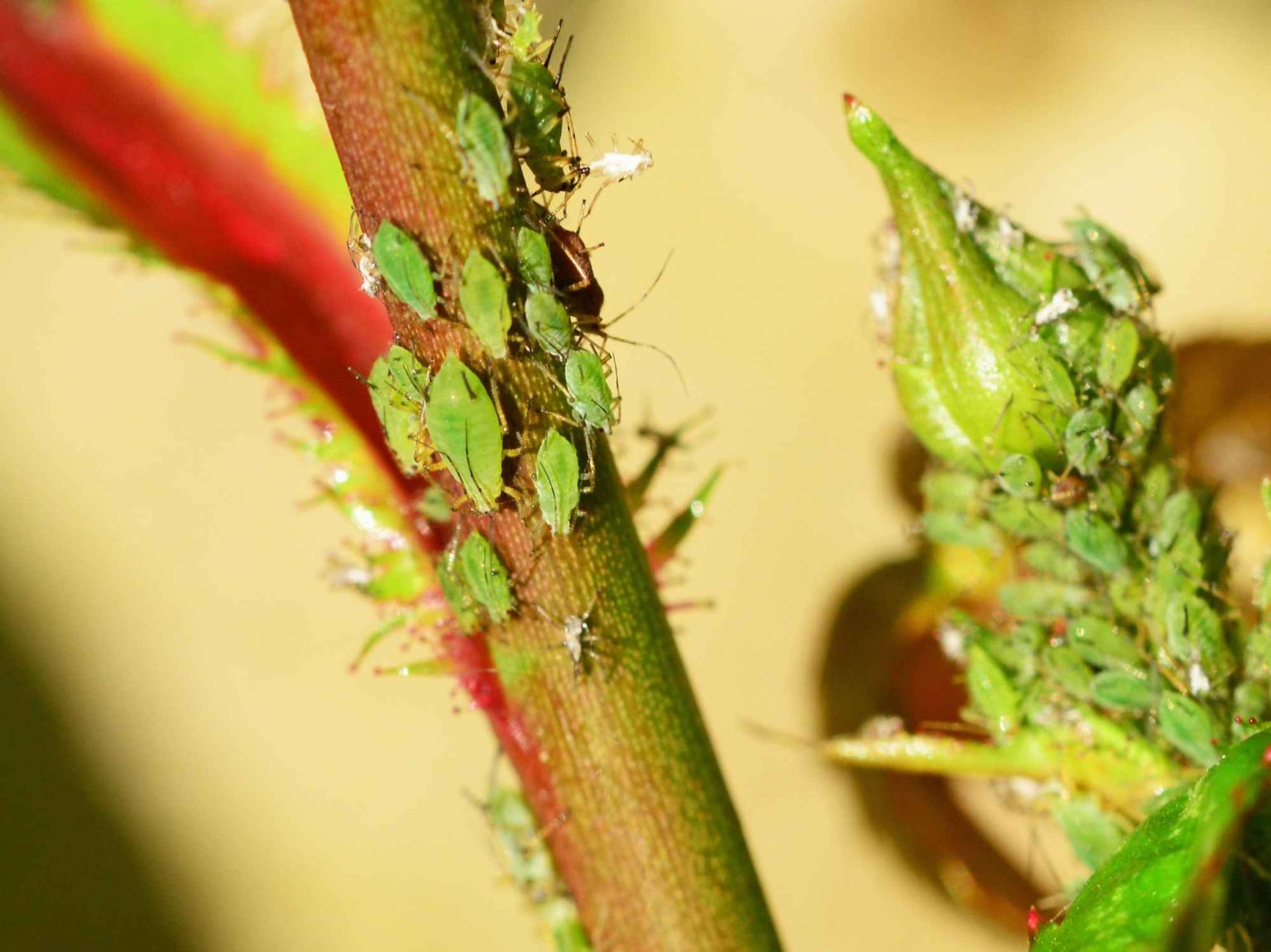 How to get rid of Greenfly - The Primrose Garden Club | Expert Tips ...
