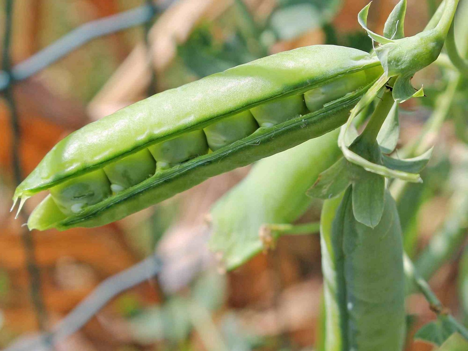 How to Grow Peas - Primrose Garden Club | Expert Tips, Advice & Inspiration