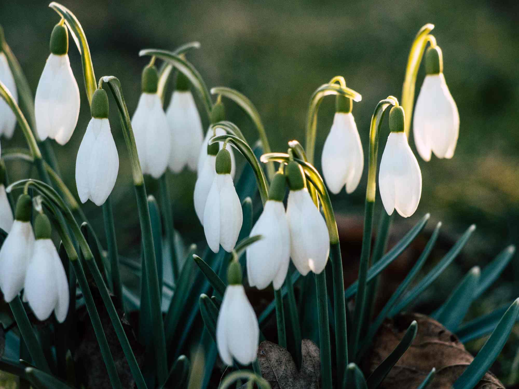 How Deep to Plant Snowdrop Bulbs - Primrose Garden Club | Expert Tips ...