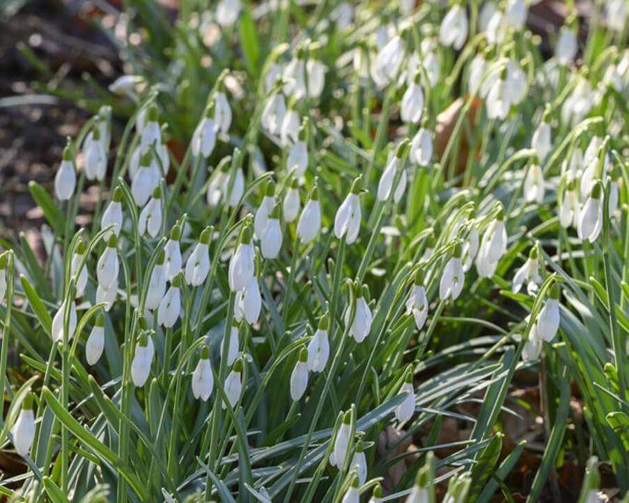 How Deep to Plant Snowdrop Bulbs - Primrose Garden Club | Expert Tips ...