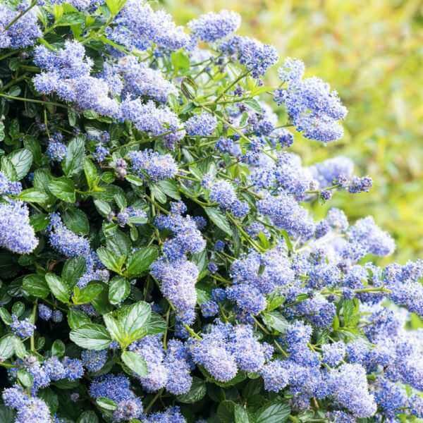 10 Best Shrubs for Borders - Gardening Tips, Advice and Inspiration