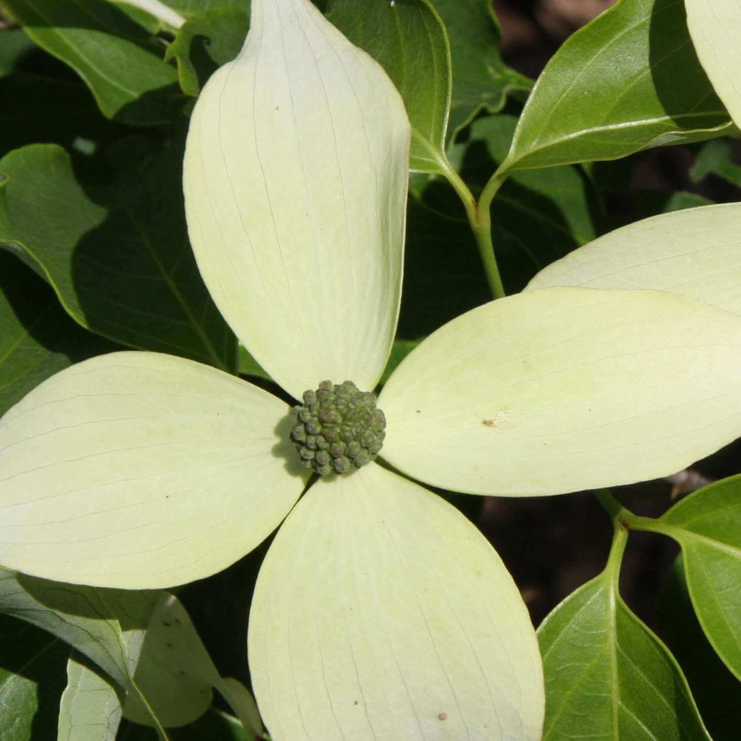 10 Best Shrubs for Borders - Gardening Tips, Advice and Inspiration