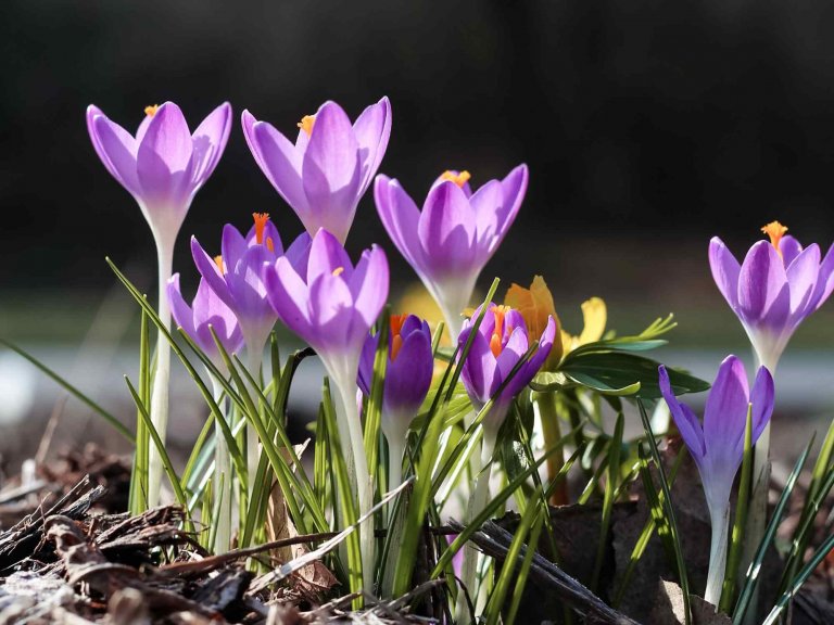 How to plant Crocus Bulbs - Gardening Tips, Advice and Inspiration
