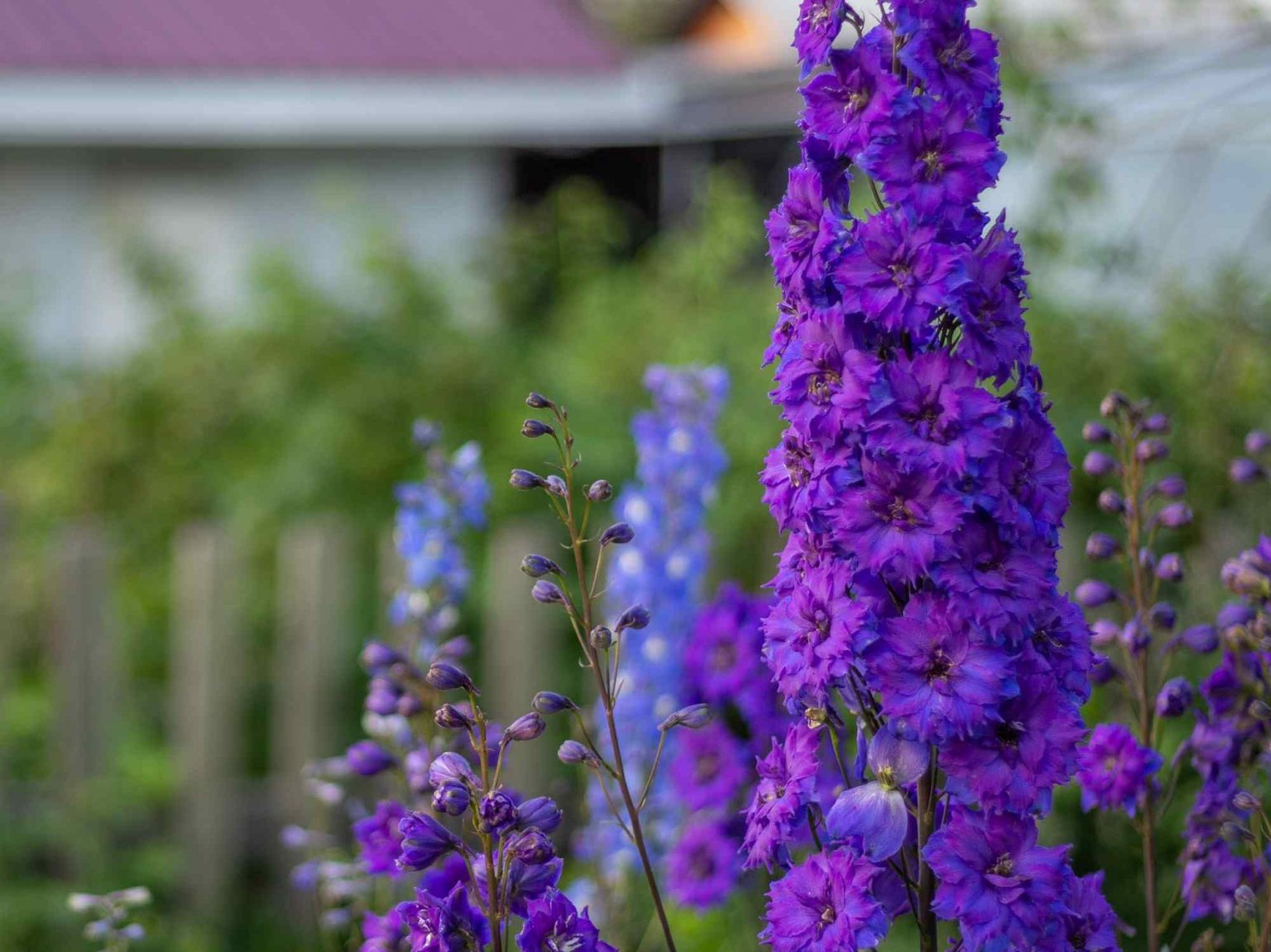 10 Best Perennials for Borders - Primrose Garden Club | Expert Tips ...