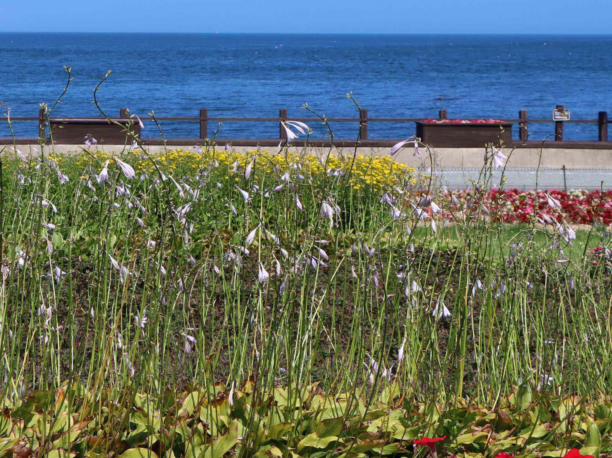 Best plants for edging borders - The Primrose Garden Club | Expert Tips ...