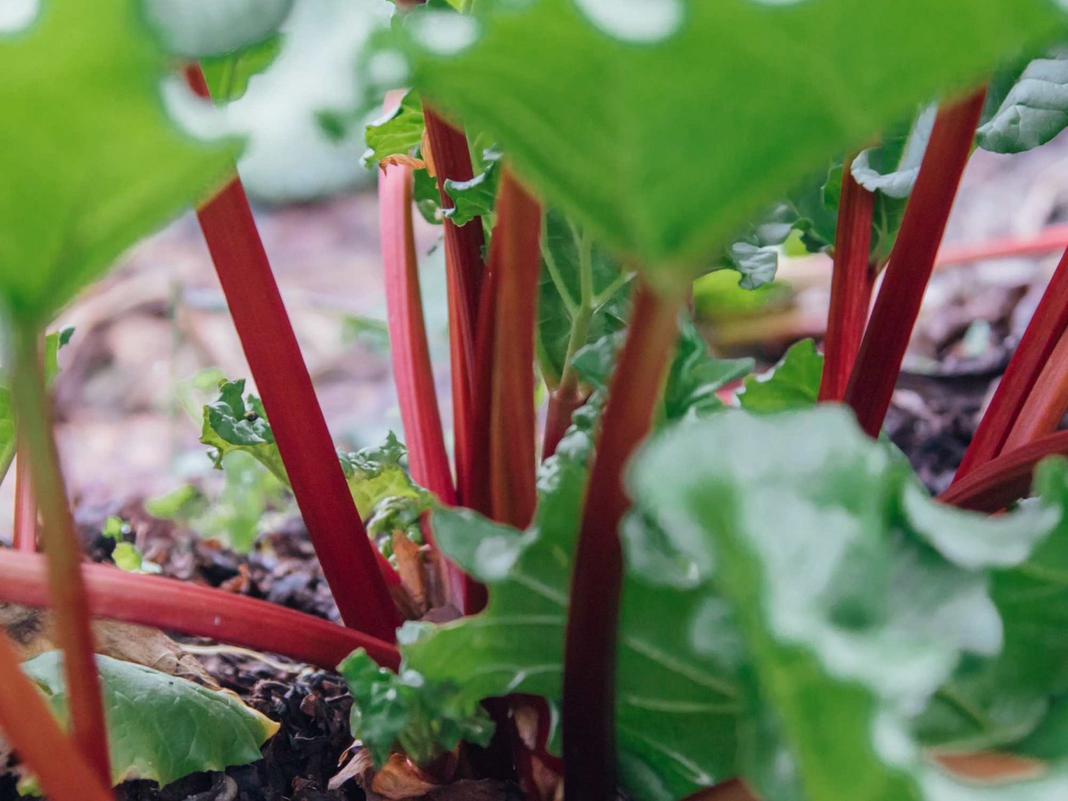When to Plant Rhubarb - Primrose Garden Club | Expert Tips, Advice ...