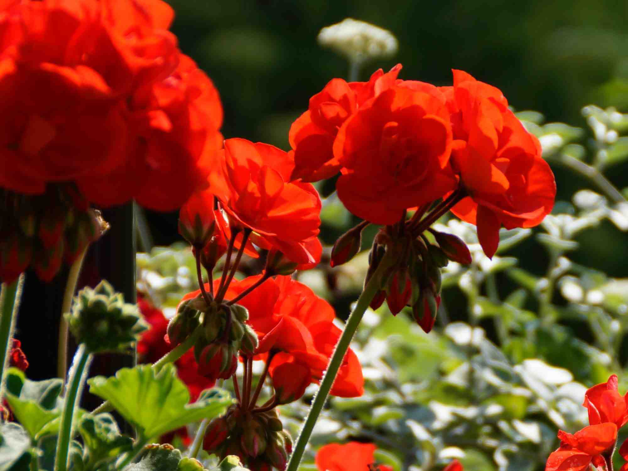 10 Hardy Plants for Pots for Outdoors - Primrose Garden Club | Expert Tips, Advice & Inspiration