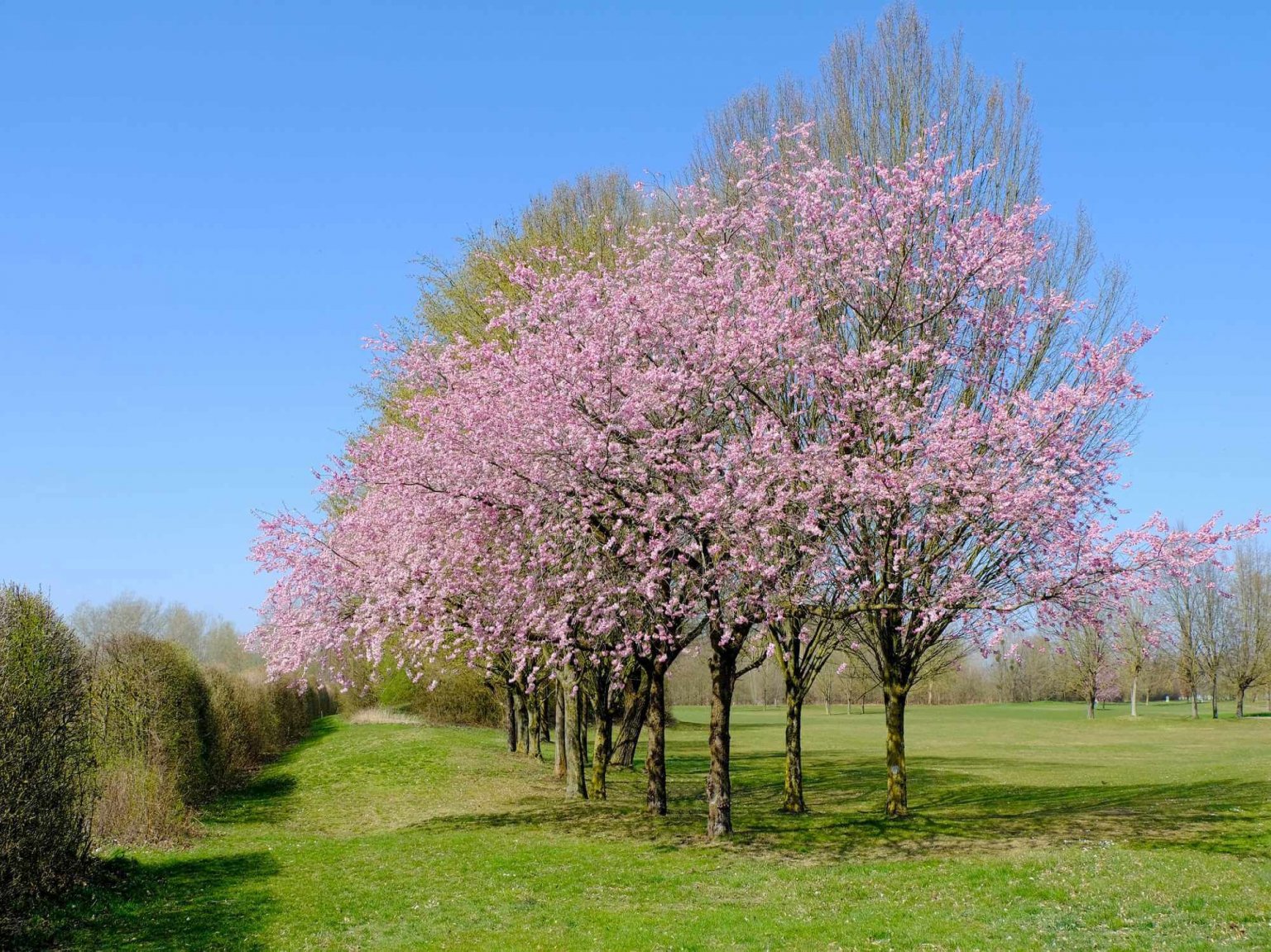 How to Prune a Cherry Blossom Tree - Gardening Tips, Advice and Inspiration