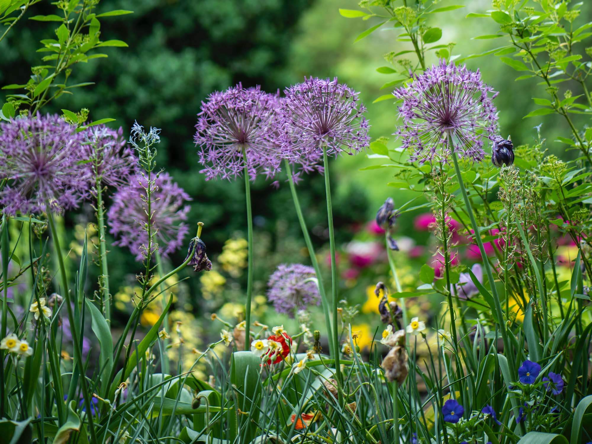 10 Tall Flowers For The Garden | Primrose UK