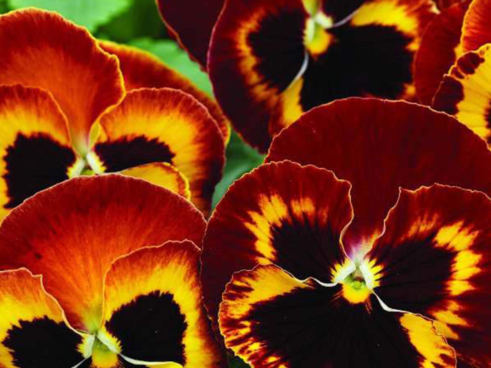 Top 10 Hardy Winter Plants | Primrose UK