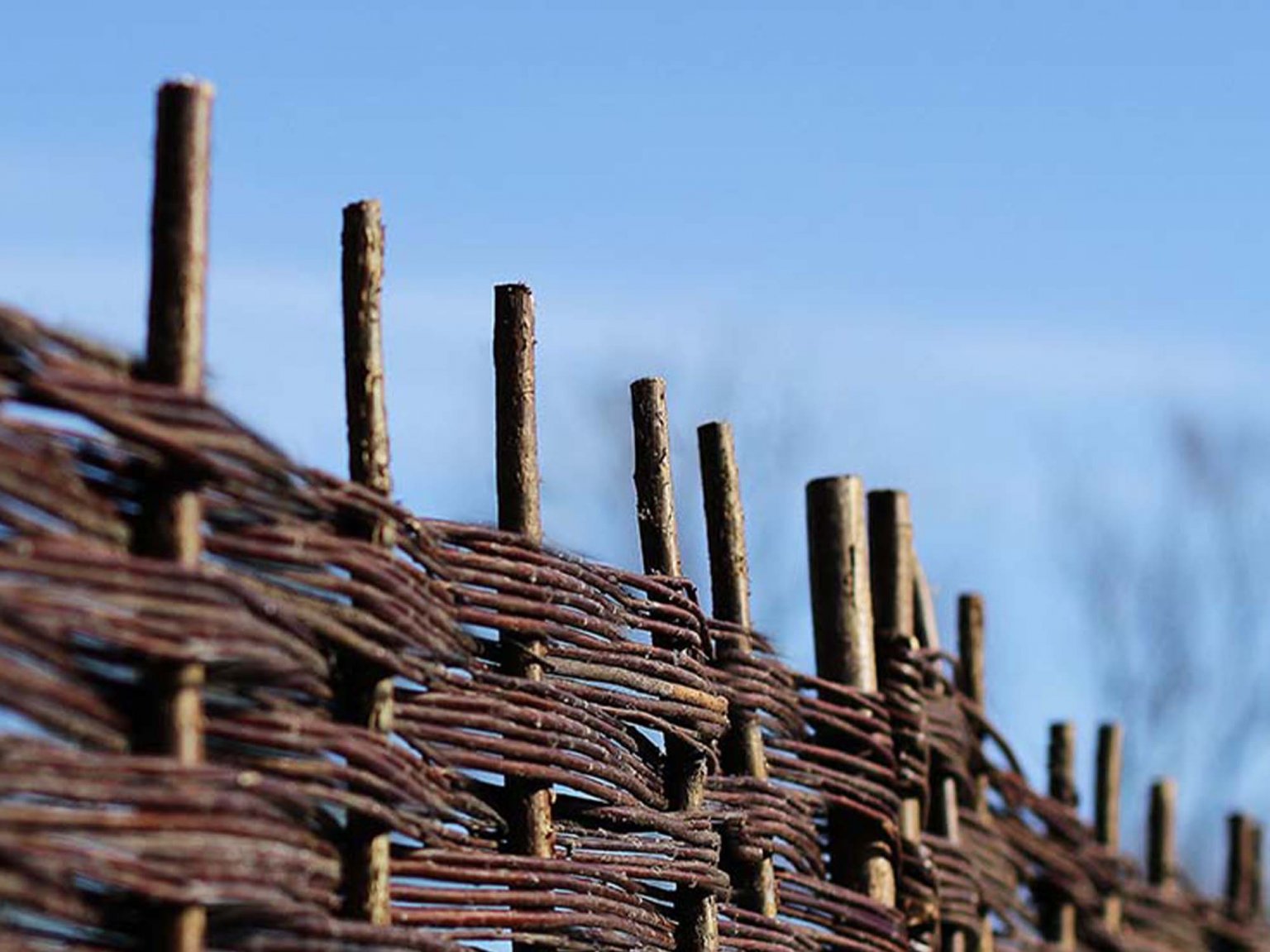 How to Windproof Your Garden - Primrose Garden Club | Expert Tips ...