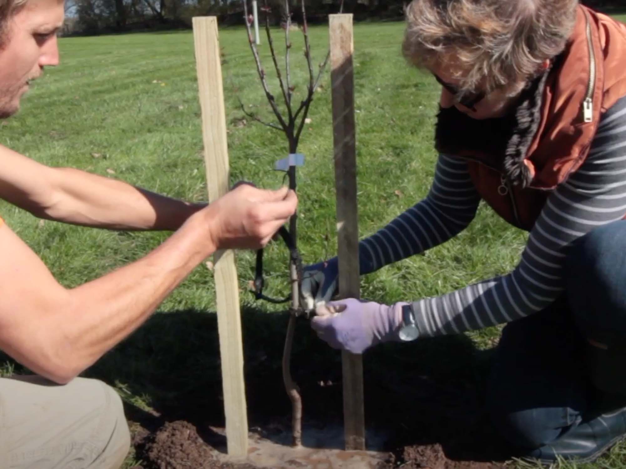 How to Stake a Tree - The Primrose Garden Club | Expert Tips, Advice ...