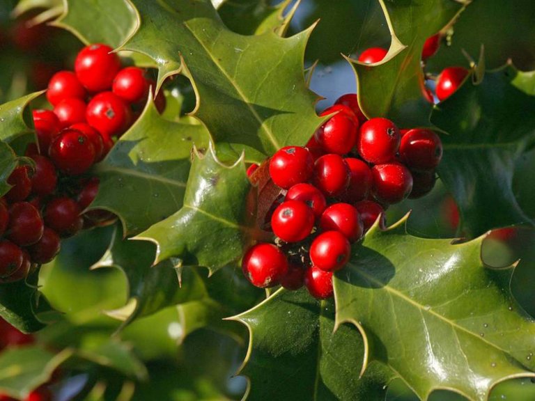 Top 10 Hardy Winter Plants | Primrose UK