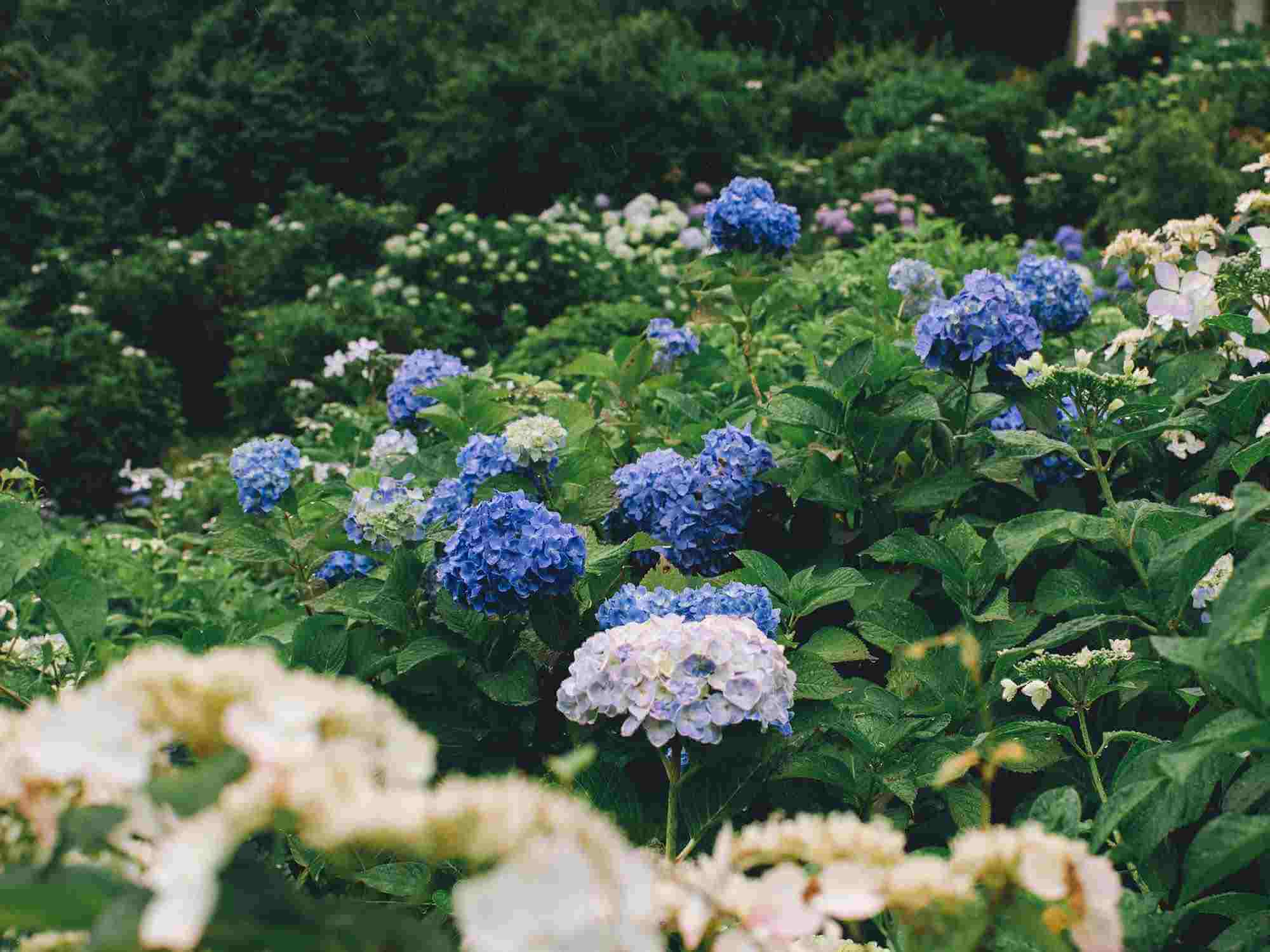 How to Prune Hydrangeas - Primrose Garden Club | Expert Tips, Advice ...