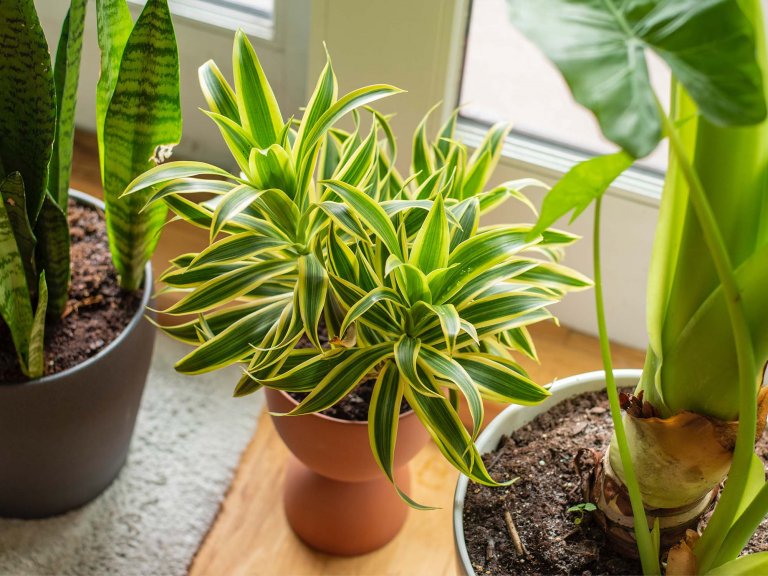 What Are Planters? - Gardening Tips, Advice and Inspiration