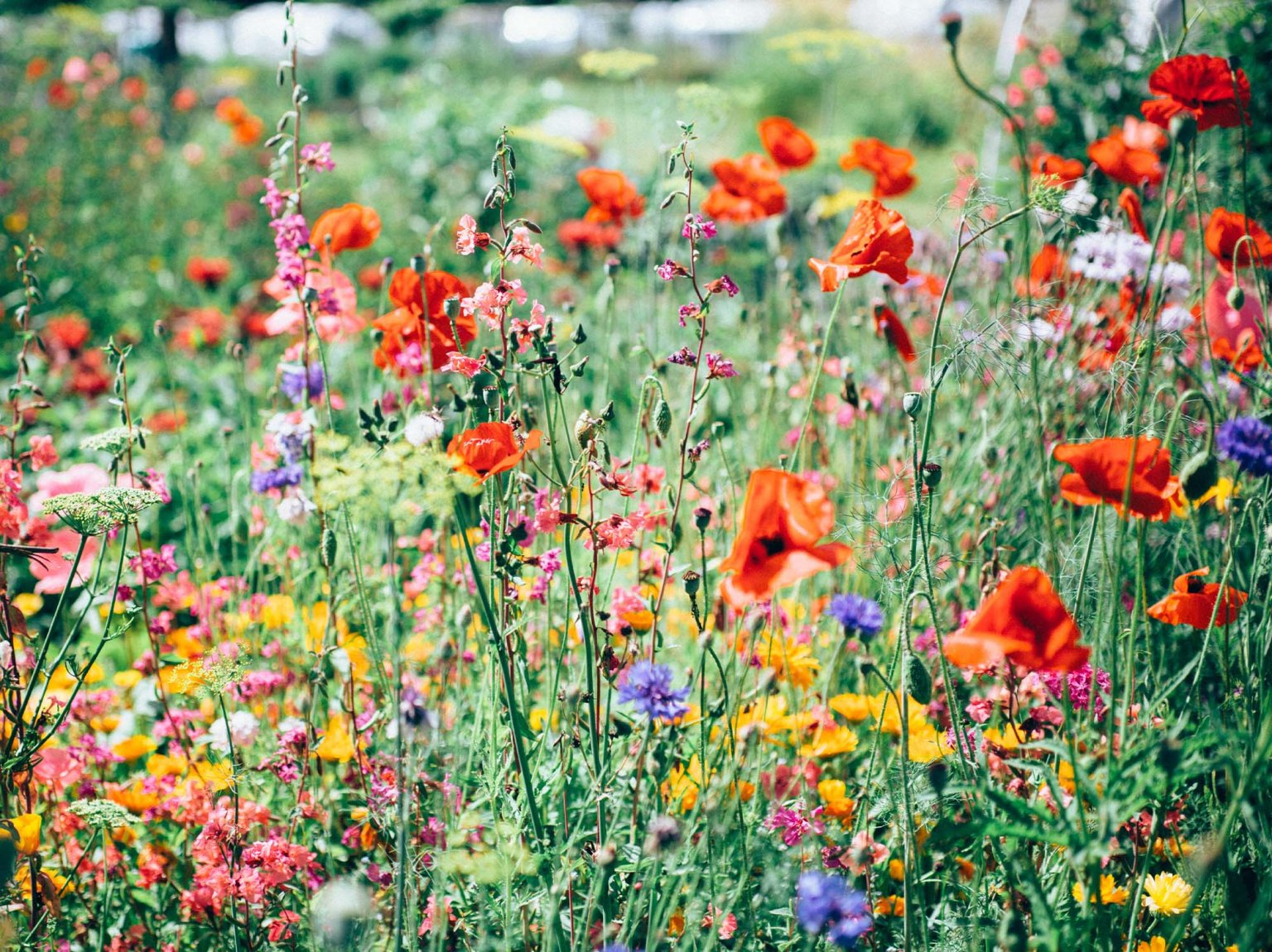10 Tall Flowers For The Garden | Primrose UK
