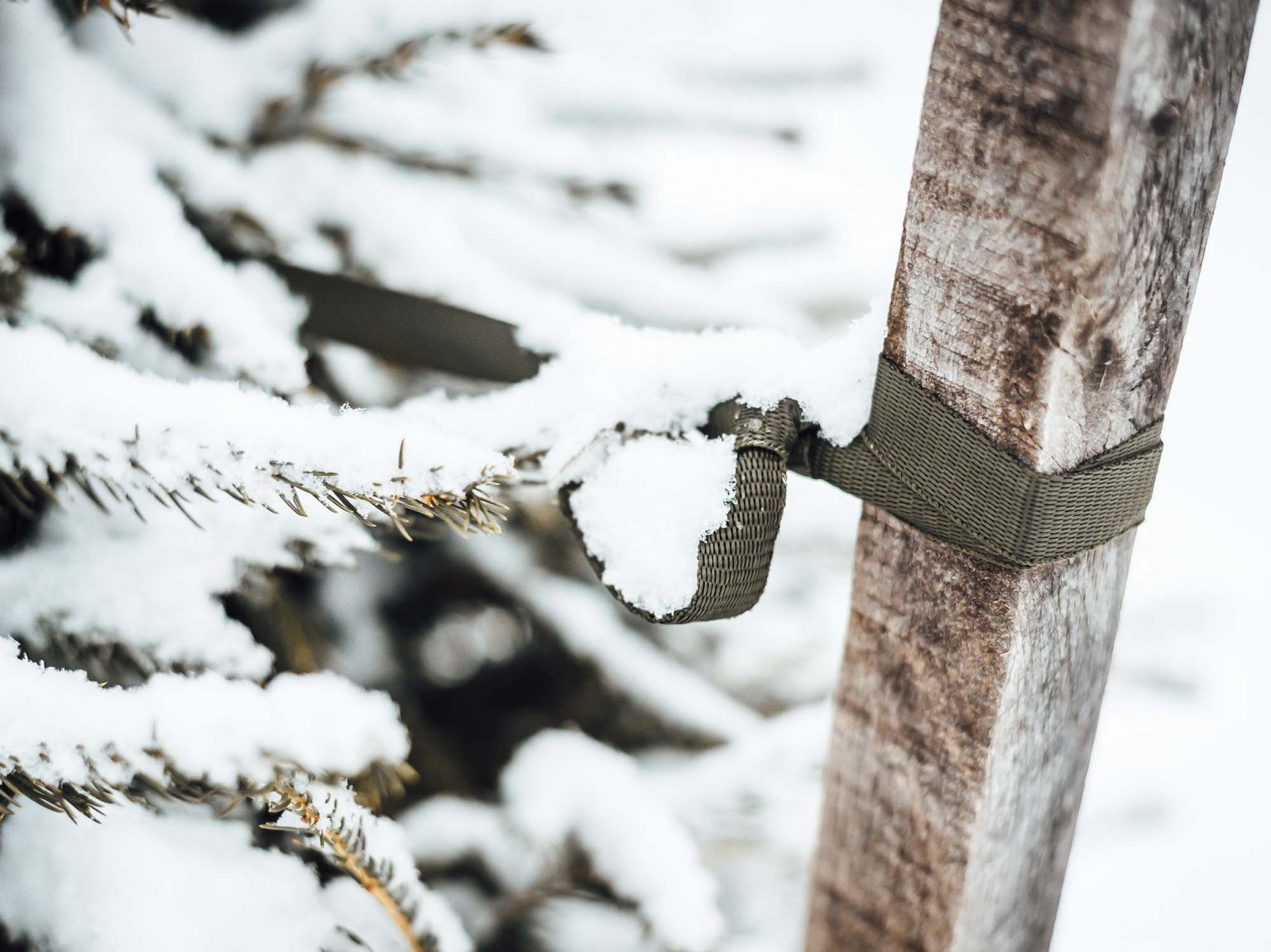 How to Stake a Tree - Gardening Tips, Advice and Inspiration