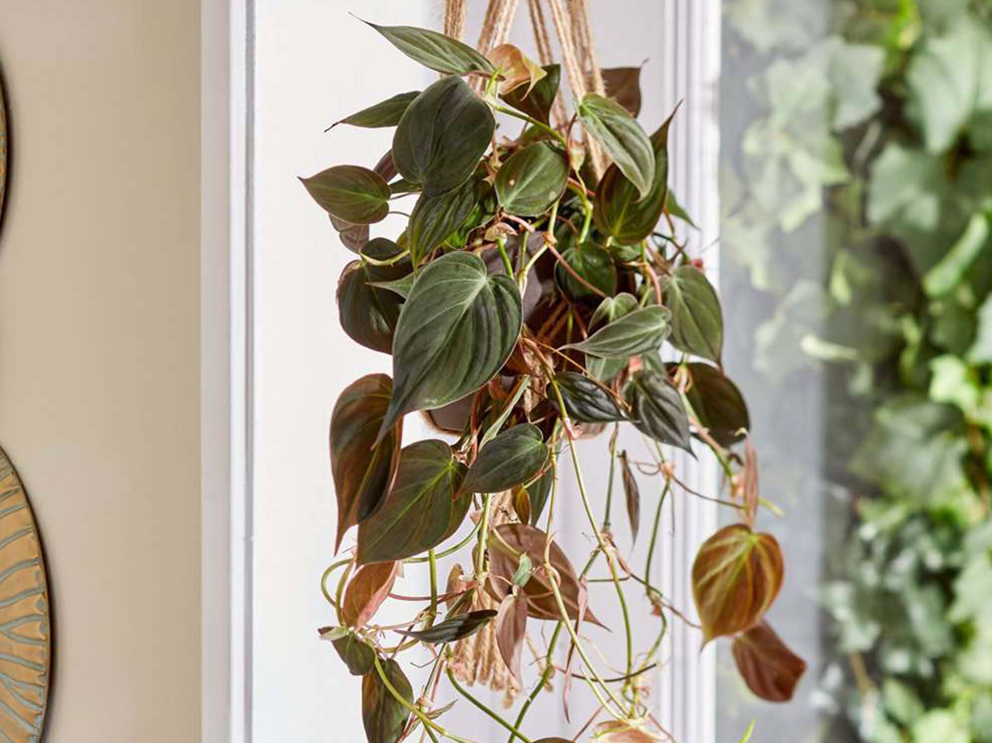 Top 10 Trailing Plants For Pots | Primrose UK