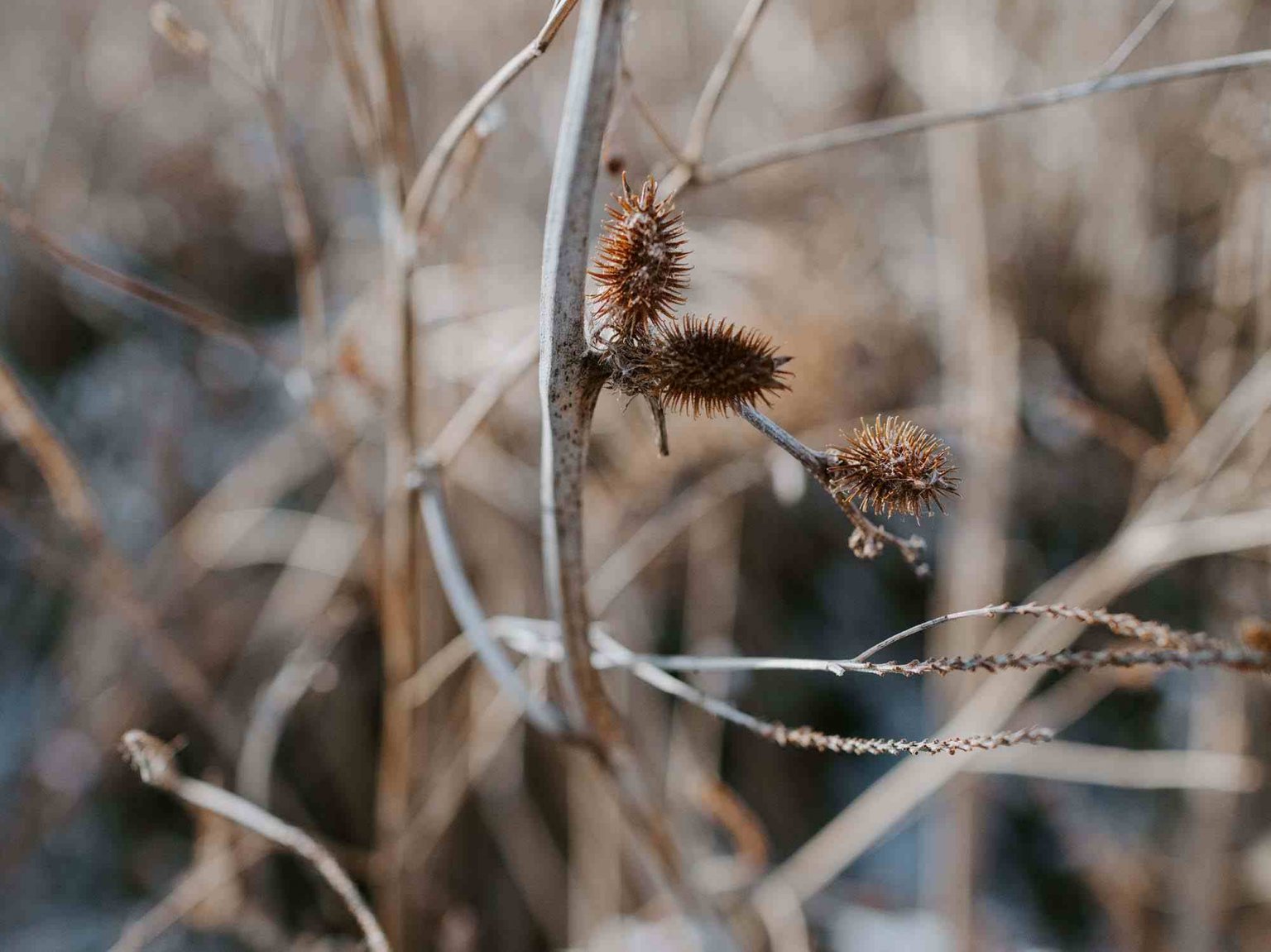 How to Prepare Your Garden for Winter | Primrose UK