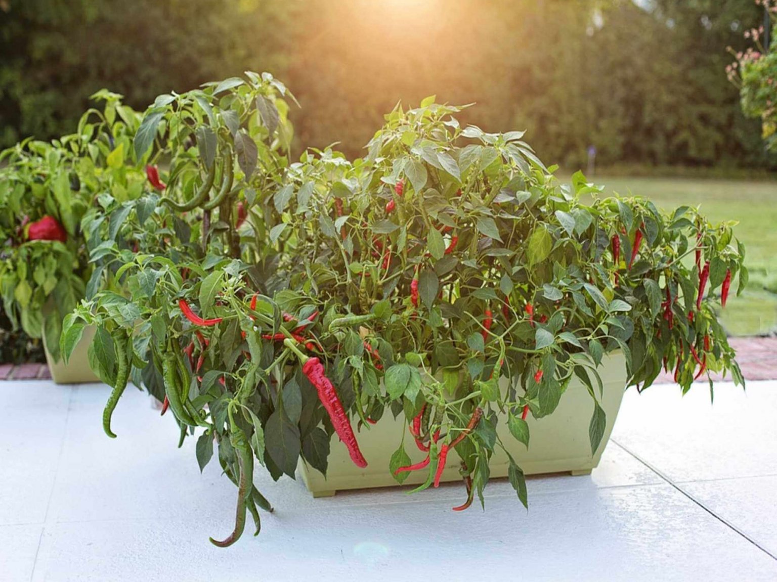 A Complete Guide to Chilli Plants - Gardening Tips, Advice and Inspiration