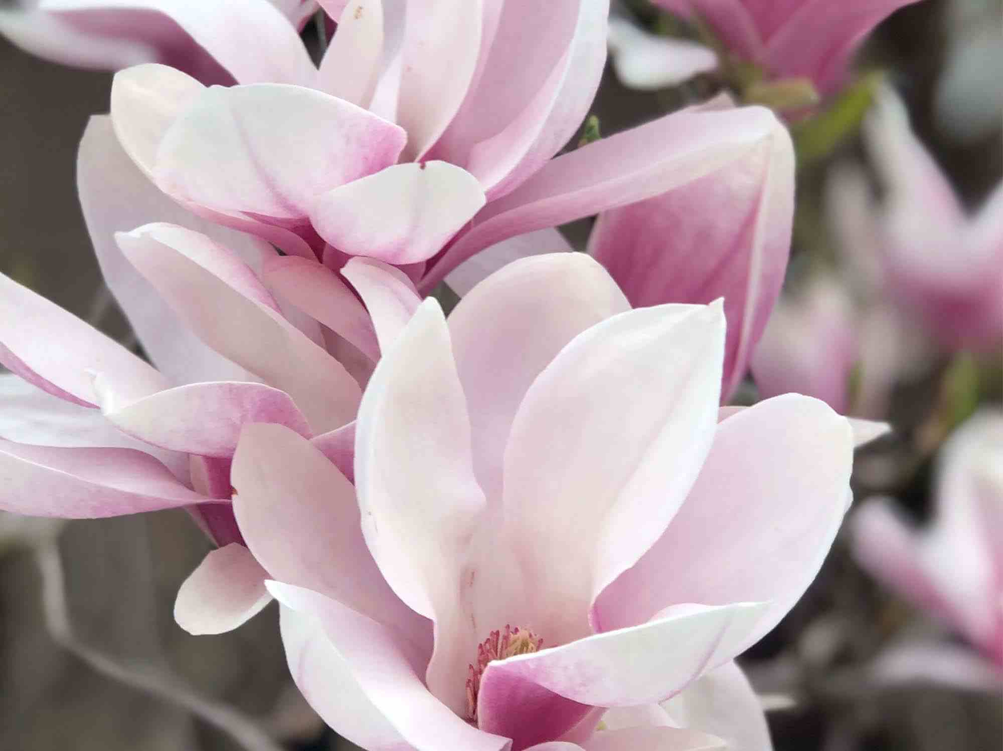 A Complete Guide to Magnolia Trees - Primrose