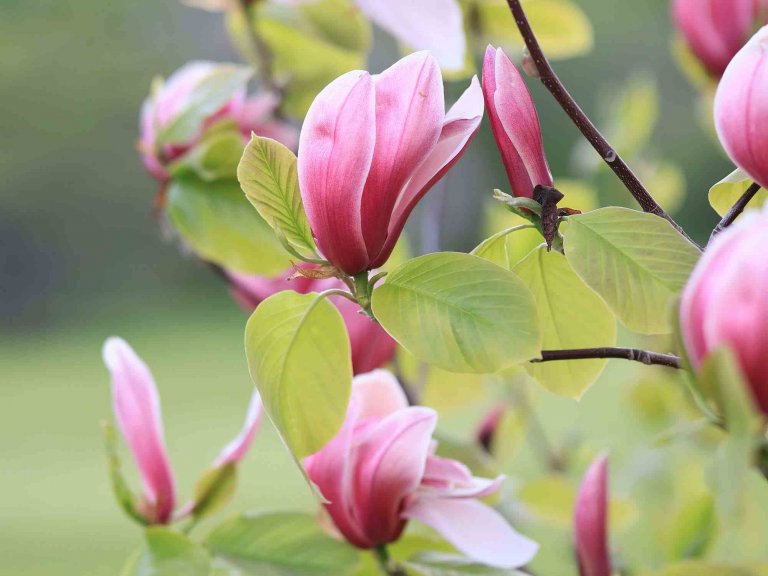 A Complete Guide to Magnolia Trees - Primrose
