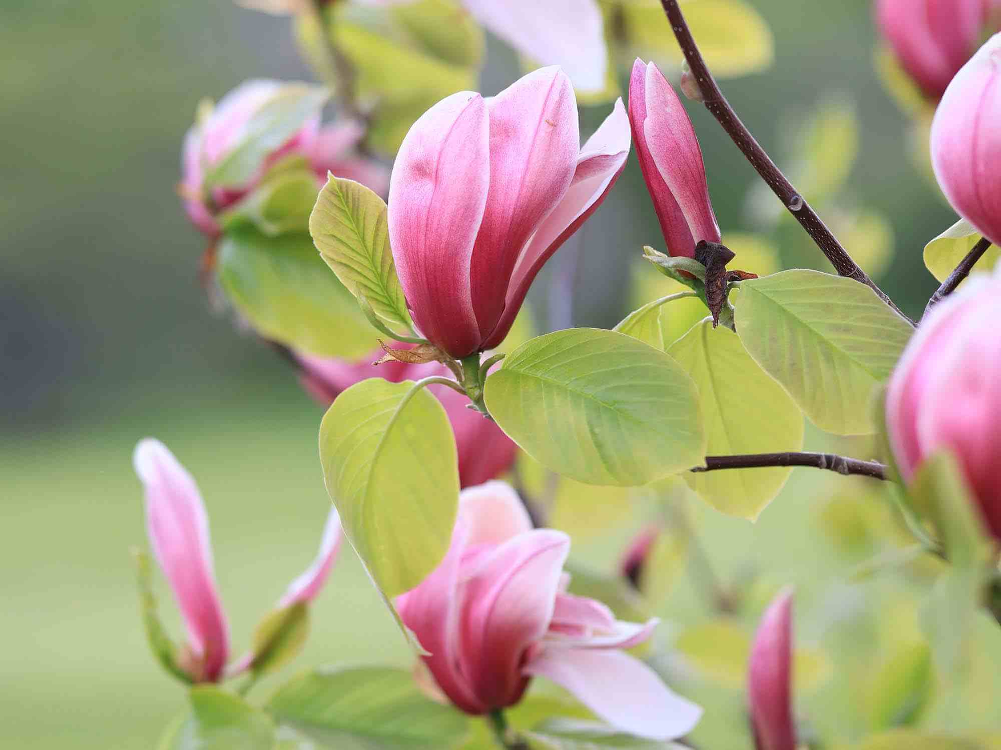 A Complete Guide to Magnolia Trees - Primrose